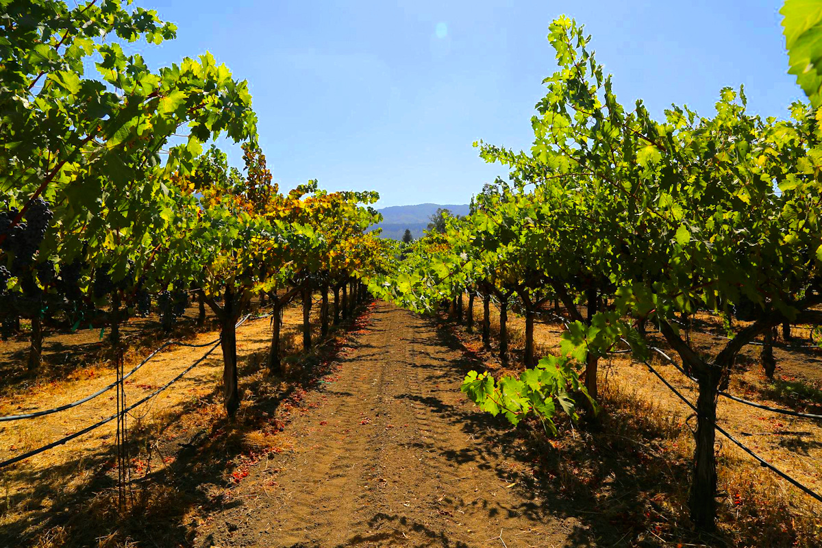 Santa Ynez Vineyard Yields Organic Rewards – The Economic Alliance ...